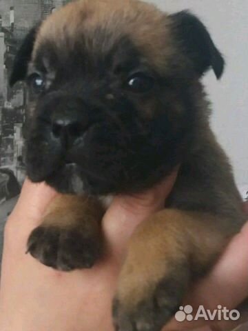 Ка де бо(девочка малышка)