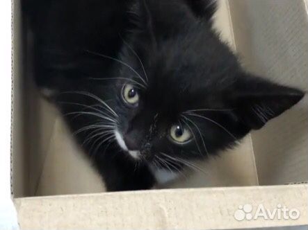 Котёнок одуванчик ищет дом с лотком