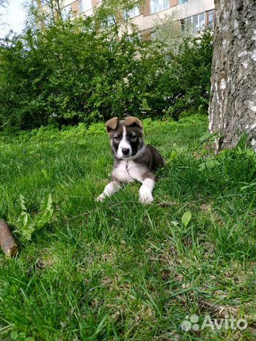 Щенок смесь немецкой и кавказской авчарки