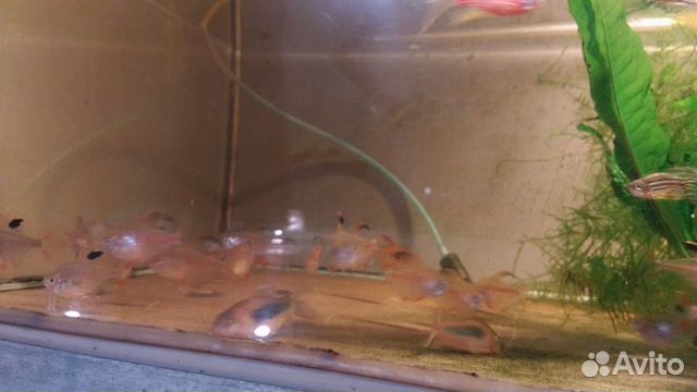 Орнатус аквариумная рыбка