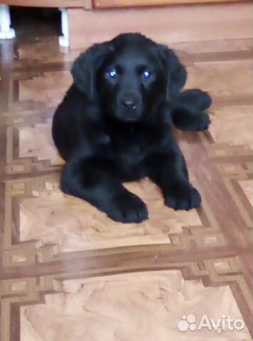 Лабромалыши из питомника