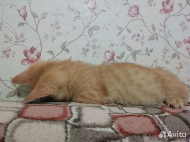 Домашние котята в самые добрые руки