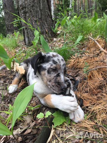 Шикарный пацан 2,5 мес