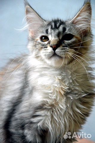 Мэрлин-котёнок мейн-кун