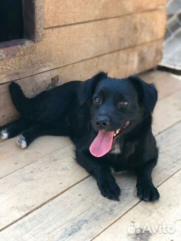 Блэкки ищет дом