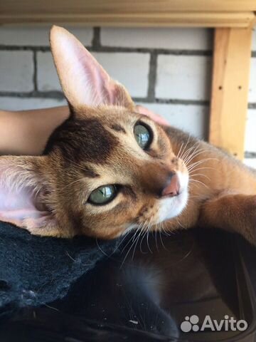 Абиссинские красавцы