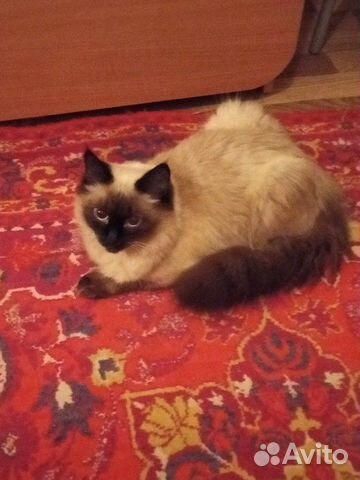 Кот 10 месяцев