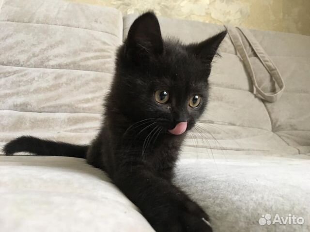 Клубные котята
