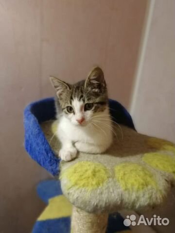 Котёнок девочка Сонечка 2 мес в добрые руки