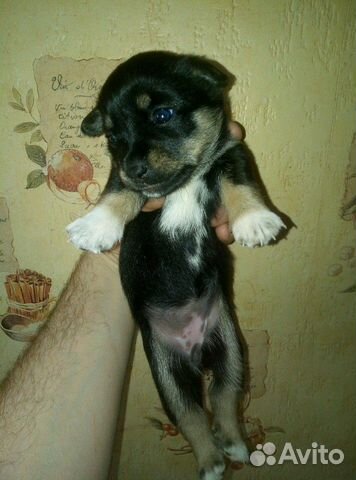 Продам щенят