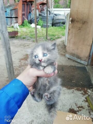 Милый котёнок