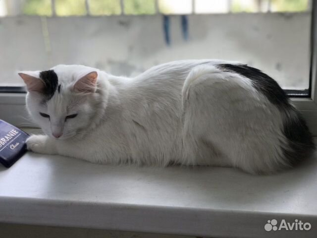Отдаём в добрые руки Белоснежную кошечку