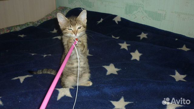 Тигра, котенок 2 мес