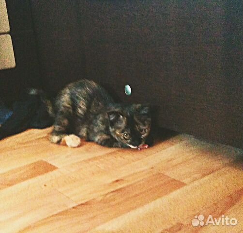 Кошечка ищет любящих хозяев