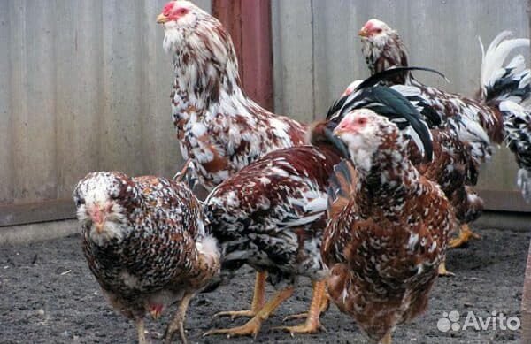 Орловские куры