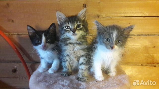 В добрые ручки