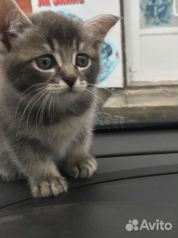 Элитная шотландская красотка