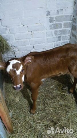 Телочка 2 недели