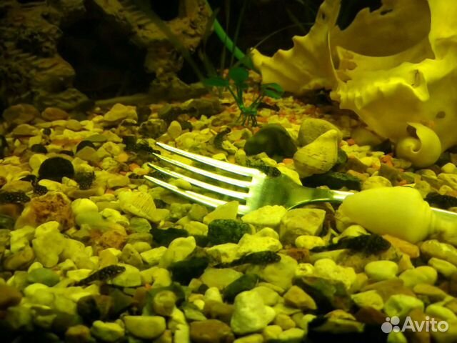 Сом анцитрус чёрный белый альбинос малёк 3 месяца