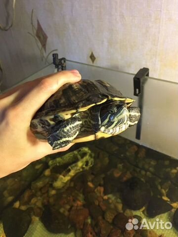 Черепаха красноухая + оборудование