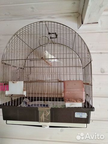 Кенар бесплатно