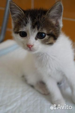 Котенок 1 месяц серый с белым девочка