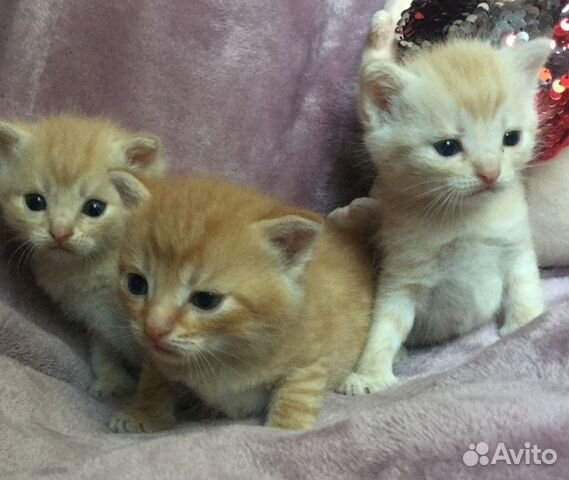 Котята