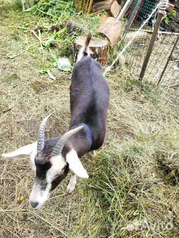 Козочка альпийская