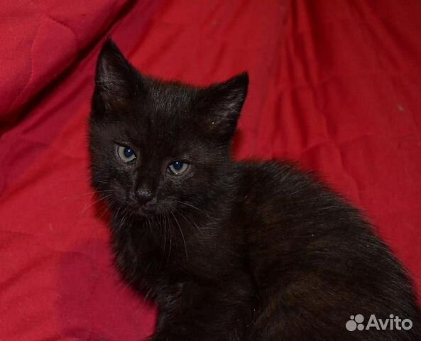 Шикарные, плюшевые комочки - черные котята