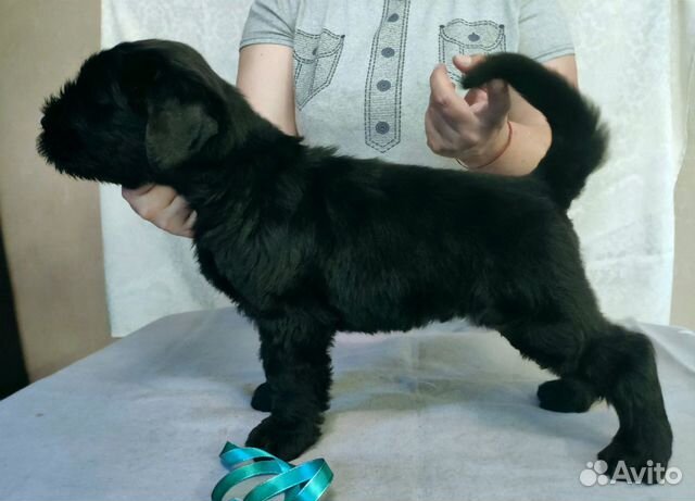 Роскошные щенки Русского Черного Терьера