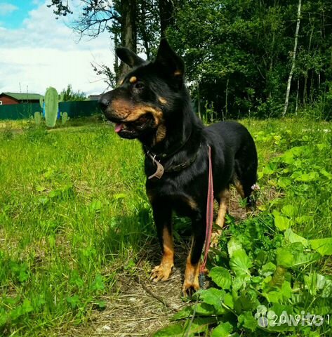 Боцман. Молодой метис в хорошие руки