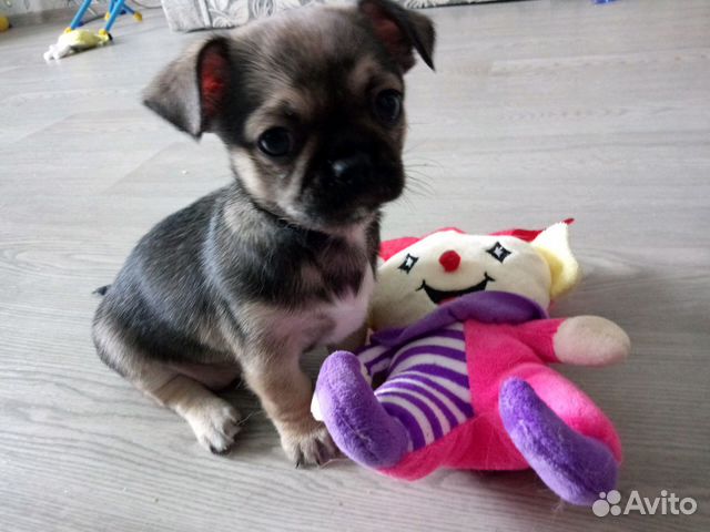 Девочка Чишечка