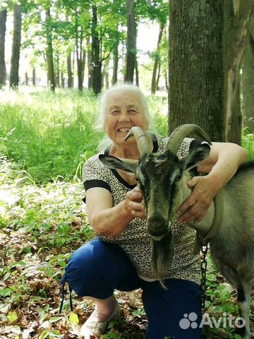 Козел на продажу и на вязку