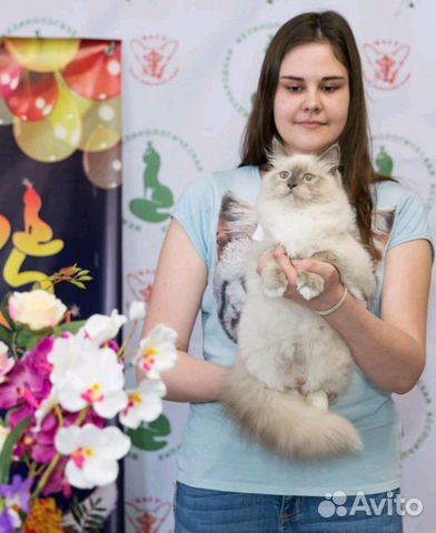 Сибирские котята