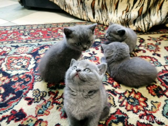 Чистокровные британцы