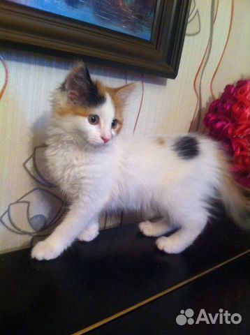 Кошечка Дуся ищет дом