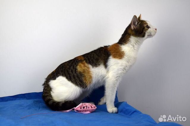 Симпатичная девочка Шика