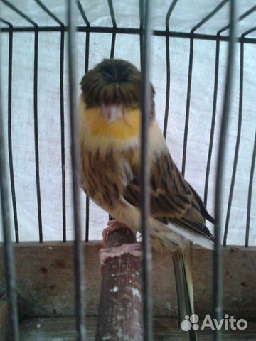 Канарейки Глостер, самцы и самки