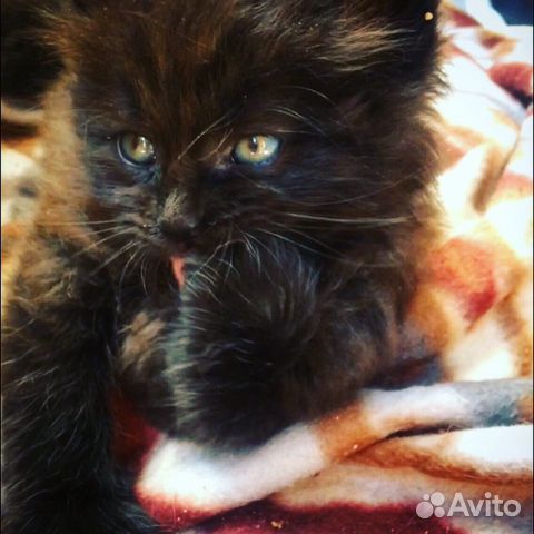 Котёнок в добрые руки