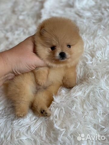 Шпиц девочки крем и лайт оранж