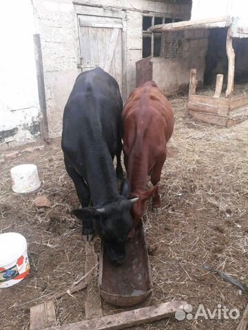 Продам подсосных бычка и телочку