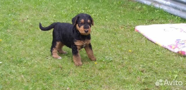 Щенки эрдельтерьера