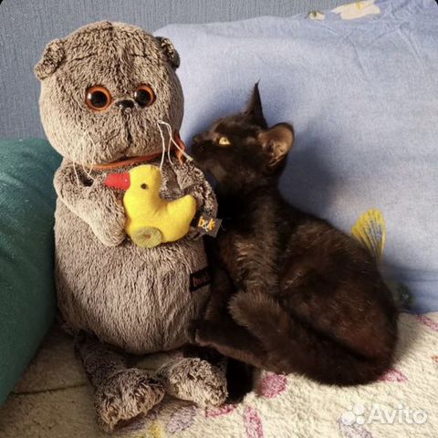 Чёрная пантера в добрые руки