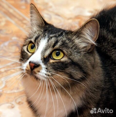 Кошечка Милла