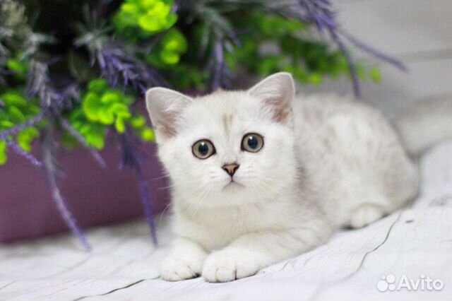 Серебристая очаровашка
