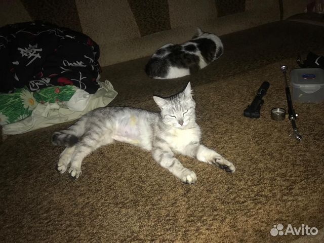 Молодая кошка Алиса