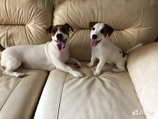 Девочка Джек Рассел терьера гладкошерстная