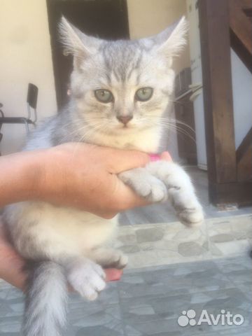 Котята 3-х месячные