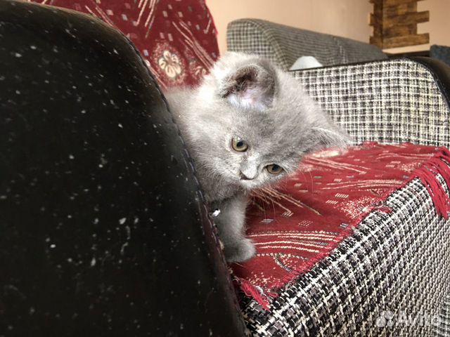 Британская кошечка
