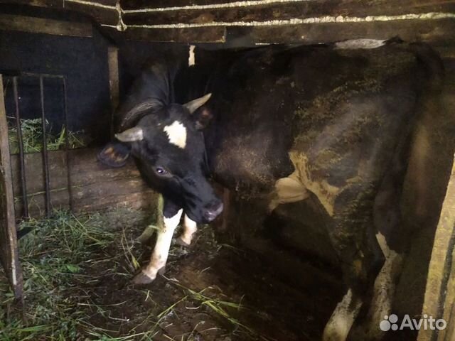 Продается бык